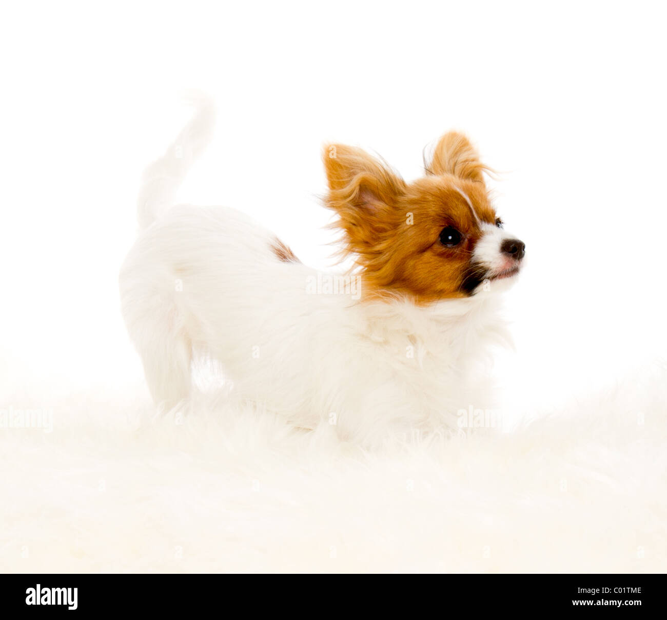 Papillon dog tricks hi-res stock photography and images - Alamy