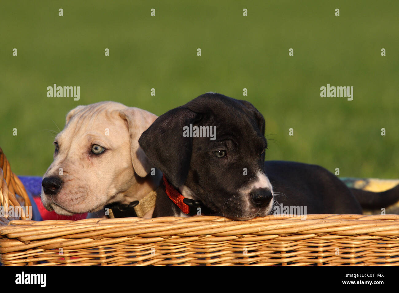 Great Dane Portrait Stock Photo - Alamy