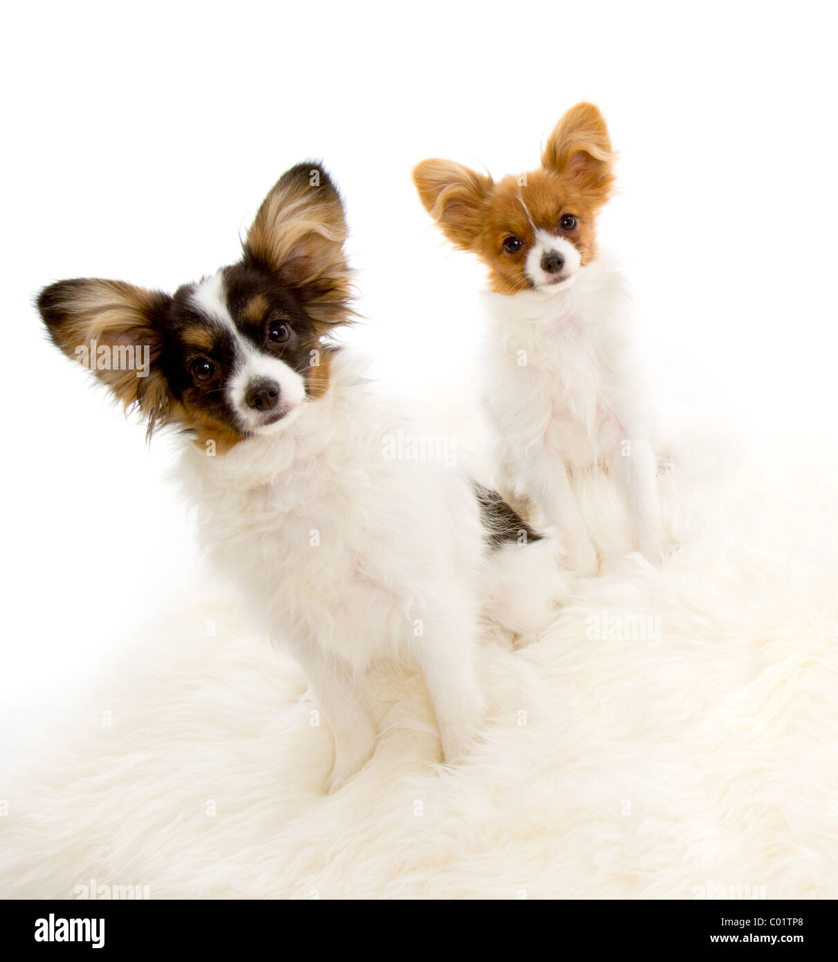 Papillon dog tricks hi-res stock photography and images - Alamy