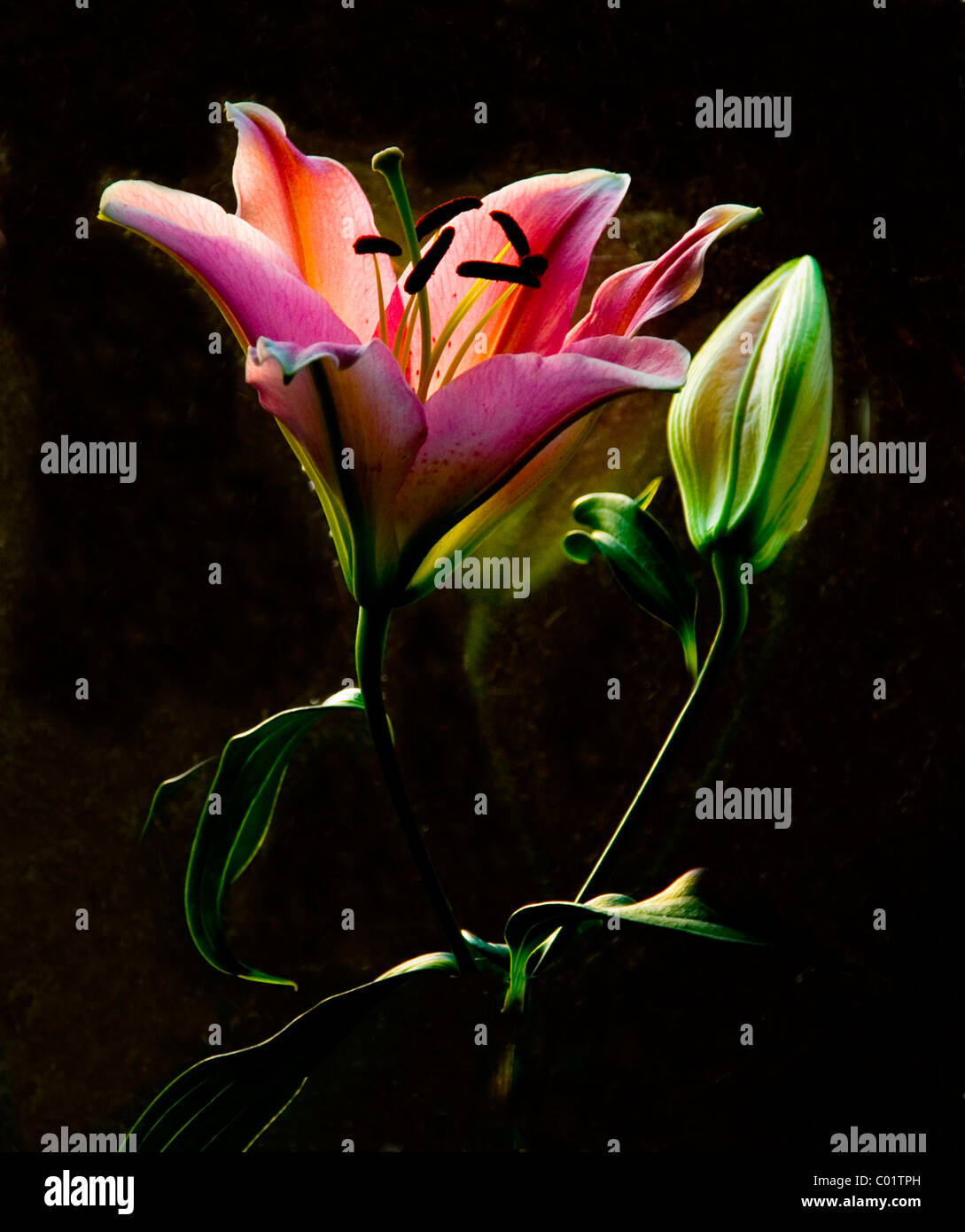 vivid color flower.iris on black background Stock Photo - Alamy