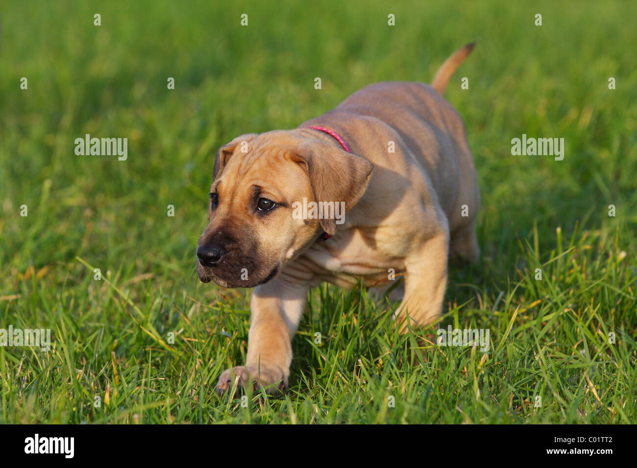Danes walk dog hi-res stock photography and images - Alamy