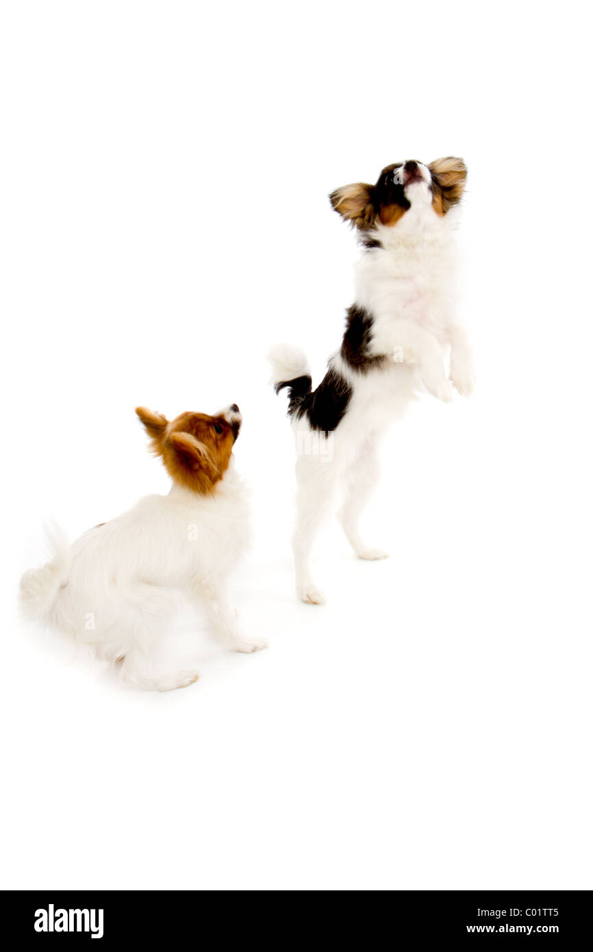 Papillons dog hi-res stock photography and images - Alamy