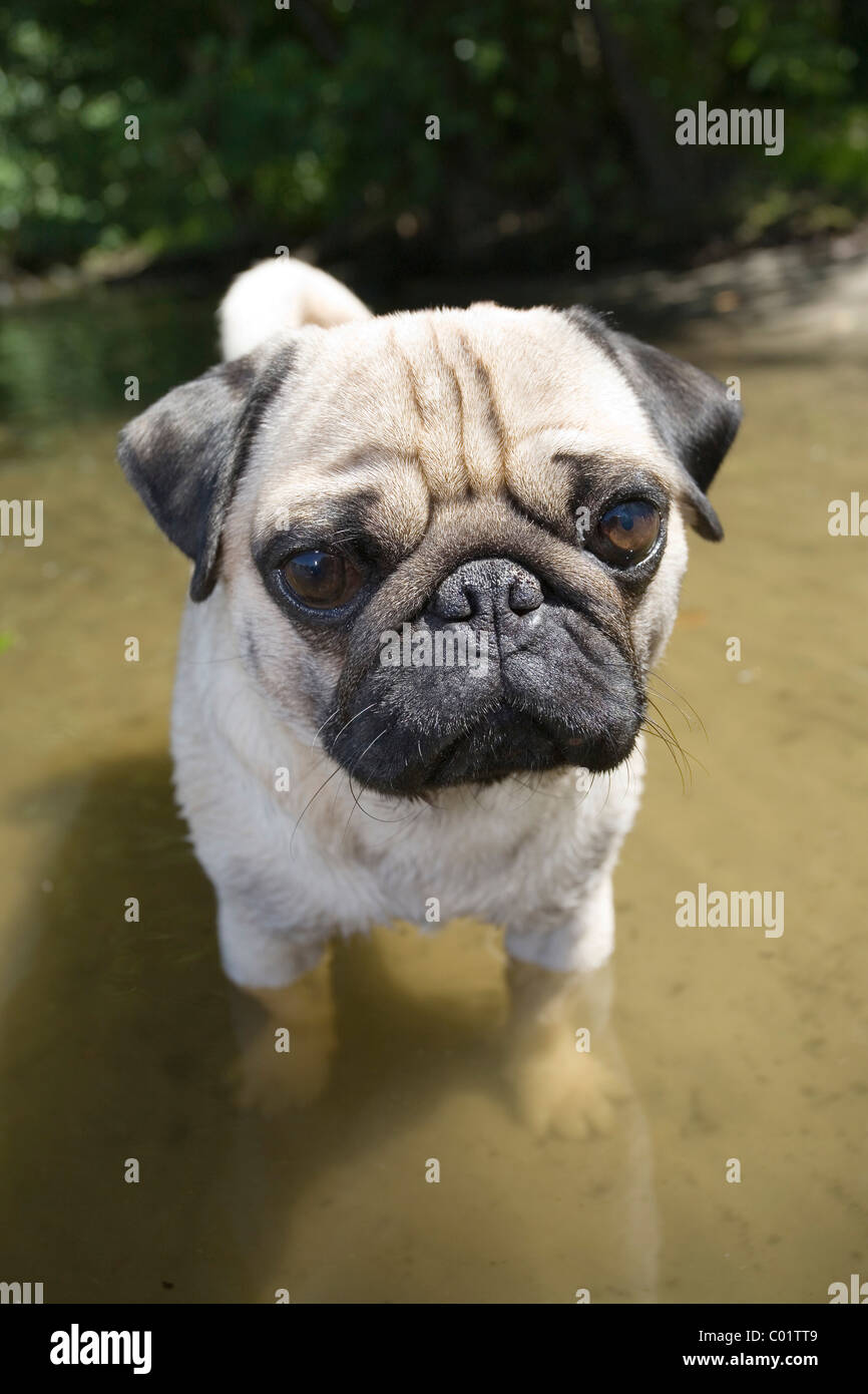 Paws in the water hi-res stock photography and images - Alamy