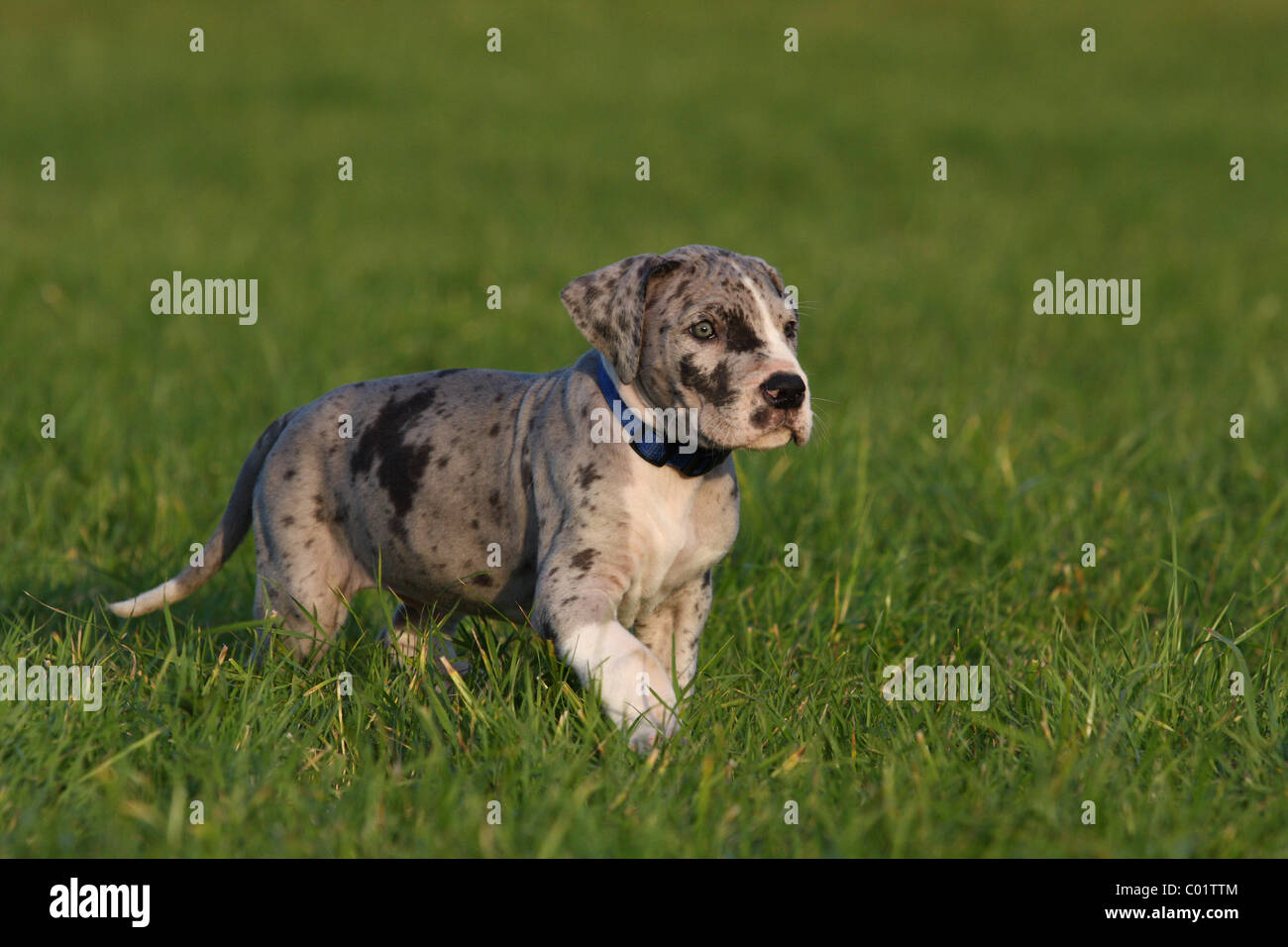great dane puppy Stock Photo - Alamy