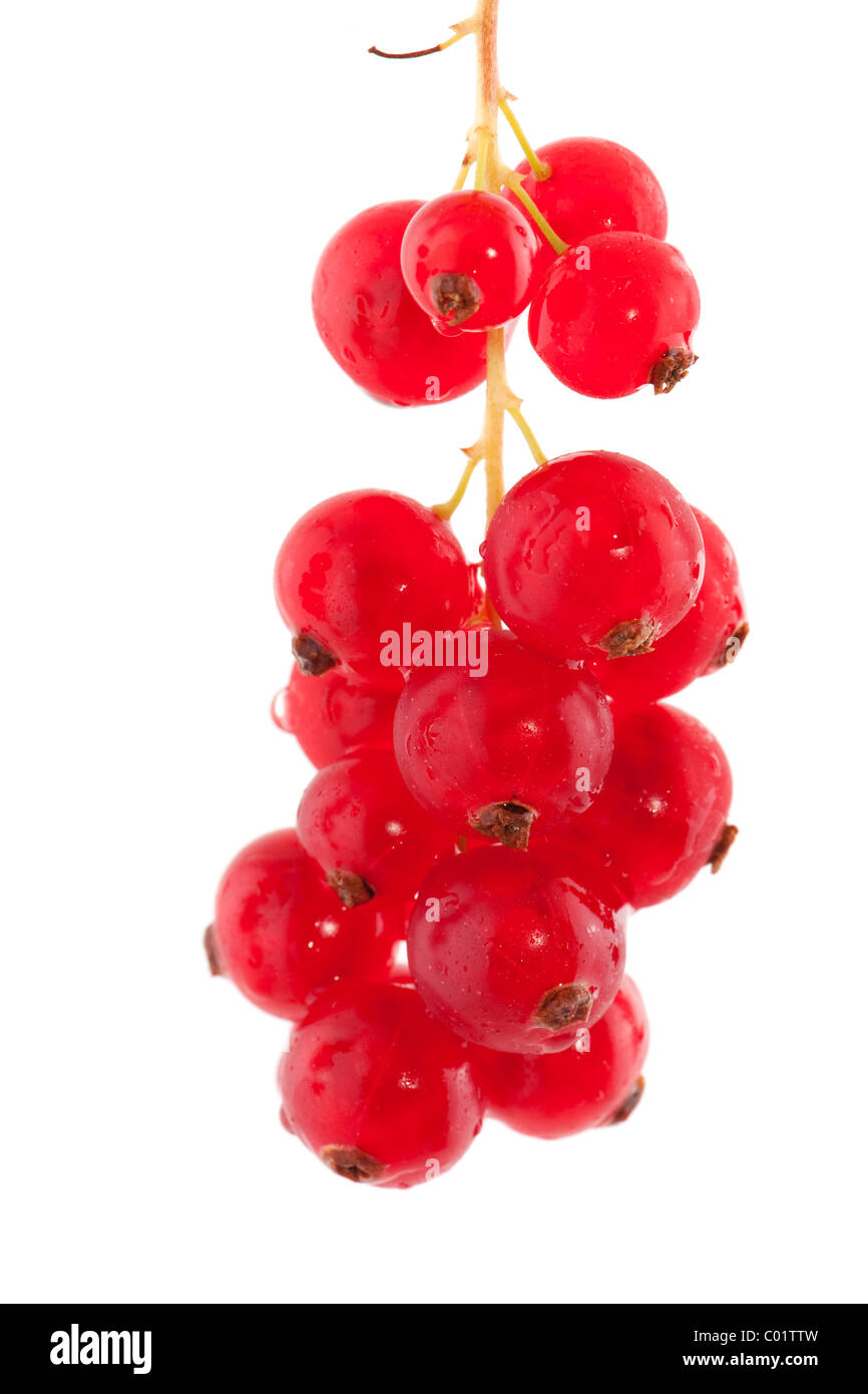 Hanging red currents in studio setting isolated over white Stock Photo ...