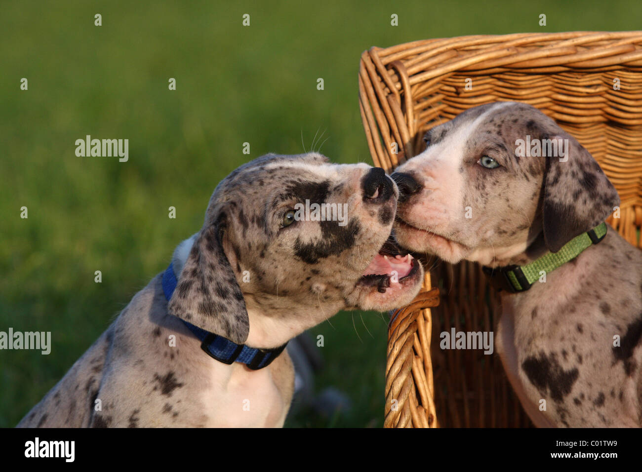 Great Dane Portrait Stock Photo - Alamy