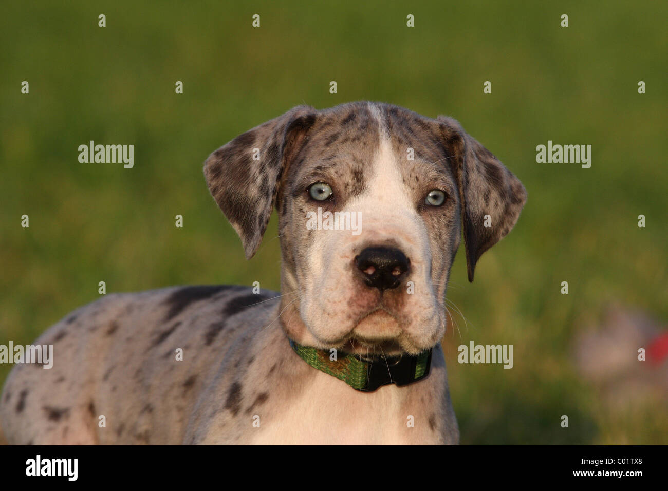 Great Dane Portrait Stock Photo - Alamy