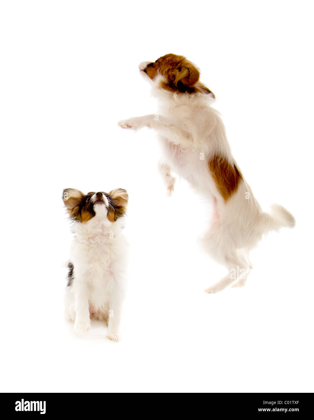 Papillon dog tricks hi-res stock photography and images - Alamy