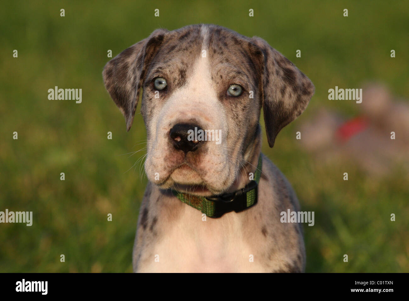 Great Dane Portrait Stock Photo - Alamy