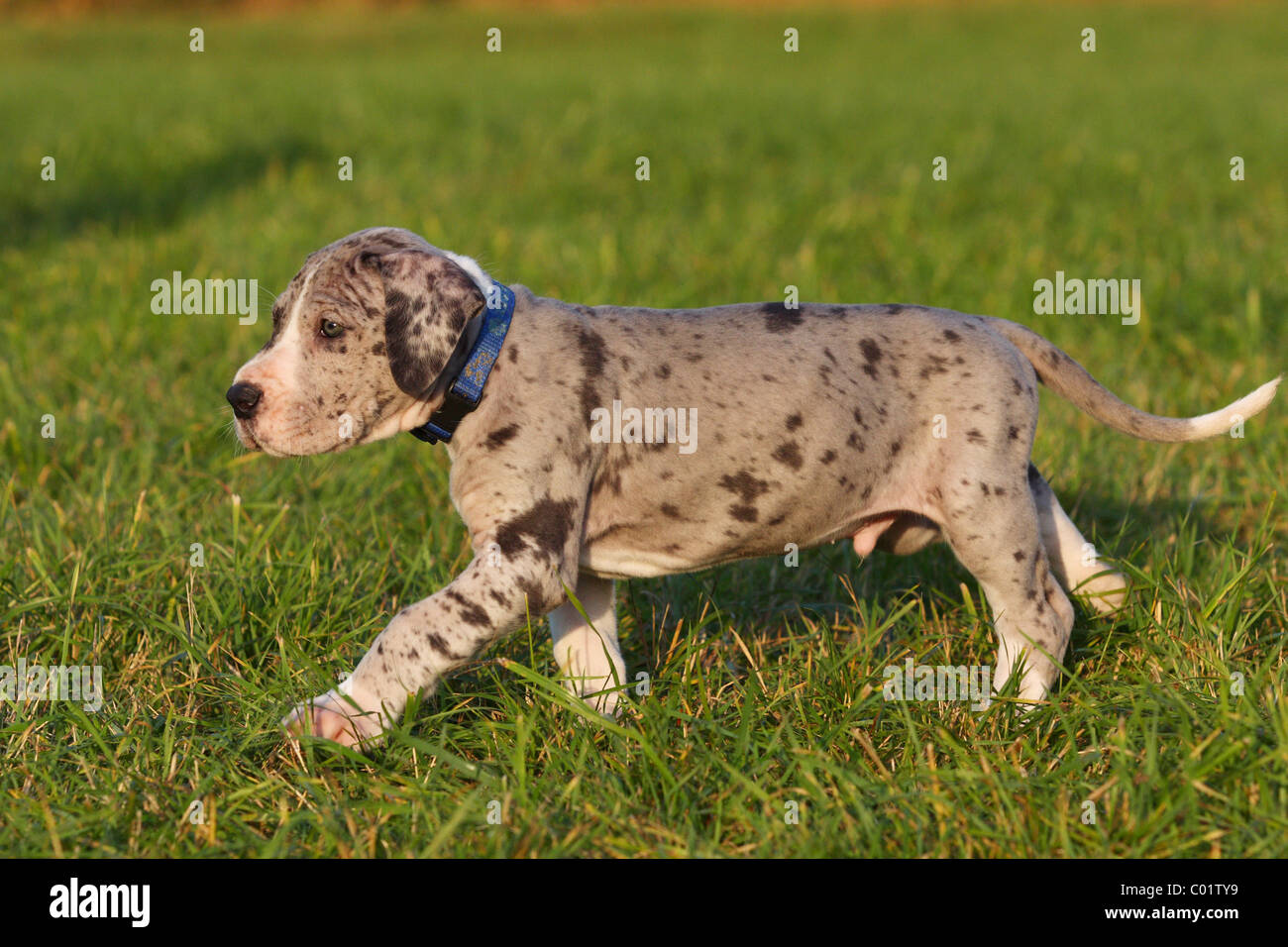 great dane puppy Stock Photo - Alamy