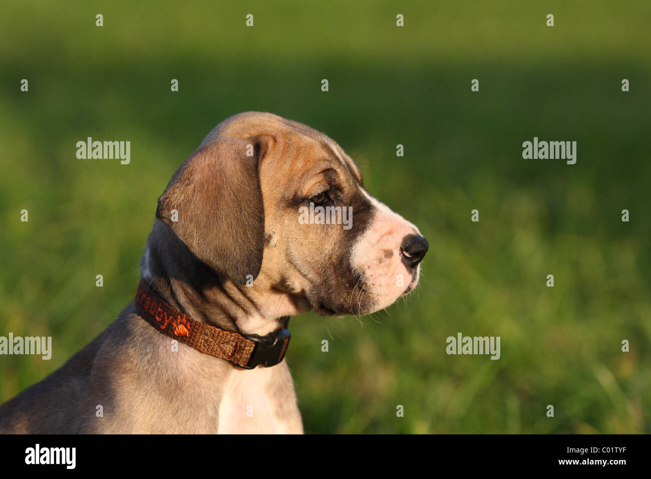 Great Dane Portrait Stock Photo - Alamy