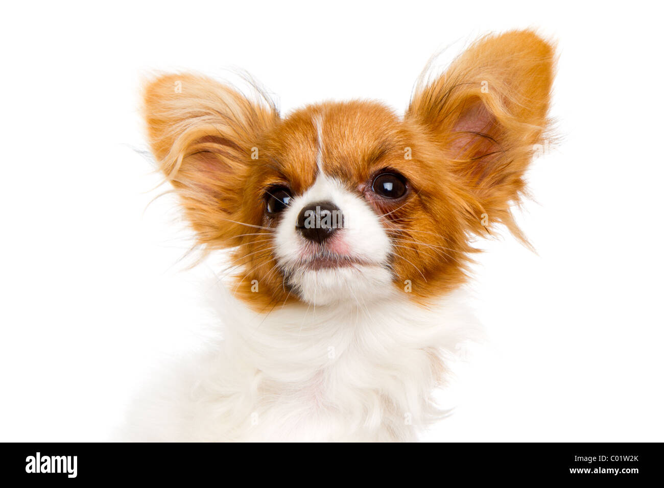 Papillon dog tricks hi-res stock photography and images - Alamy