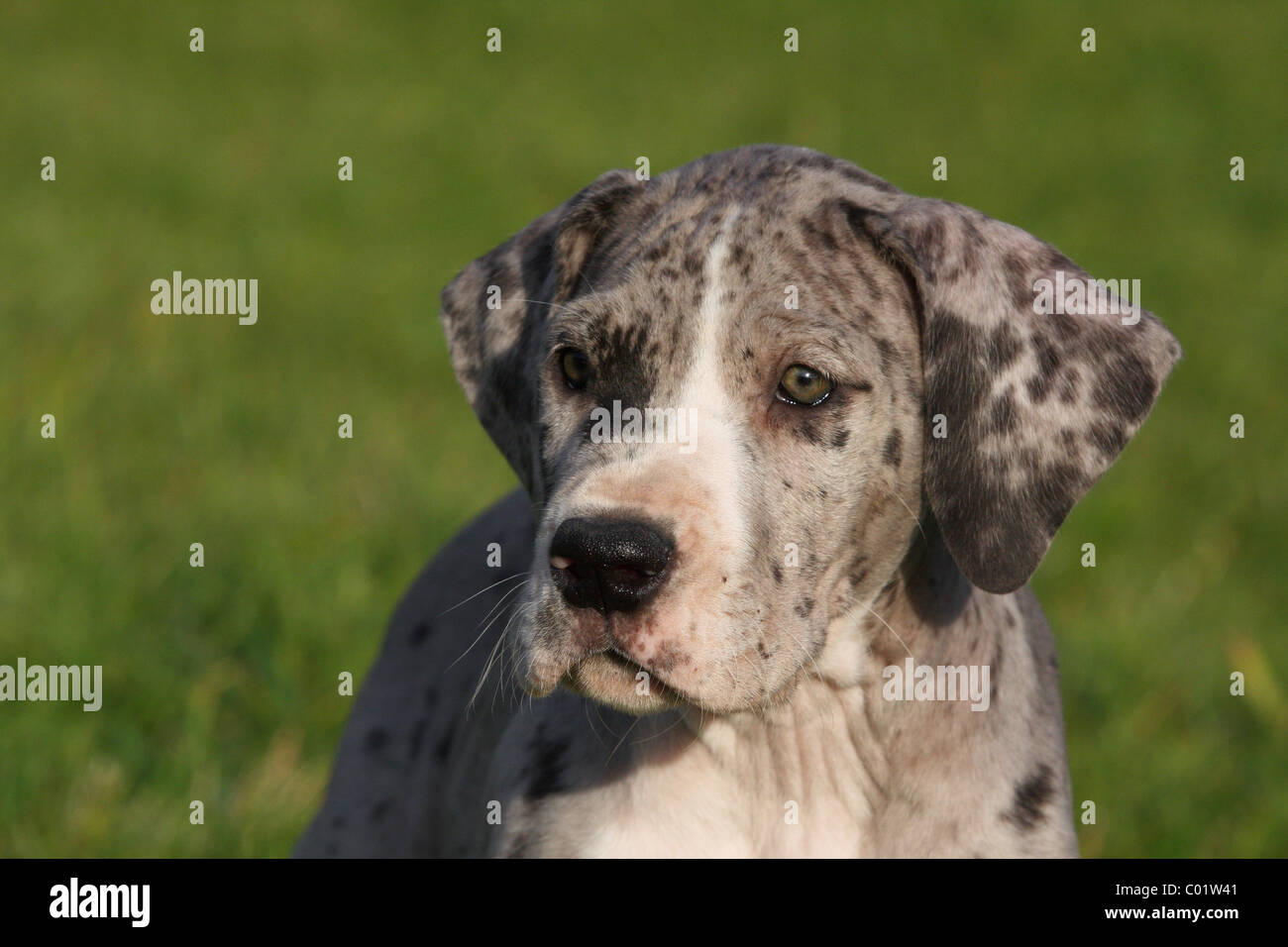 Great Dane Portrait Stock Photo - Alamy