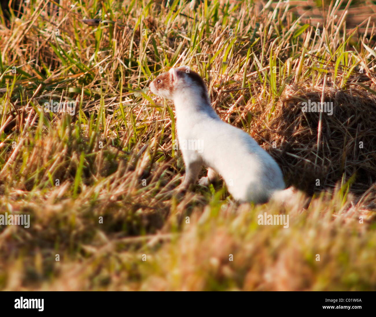 English stoat hi-res stock photography and images - Alamy