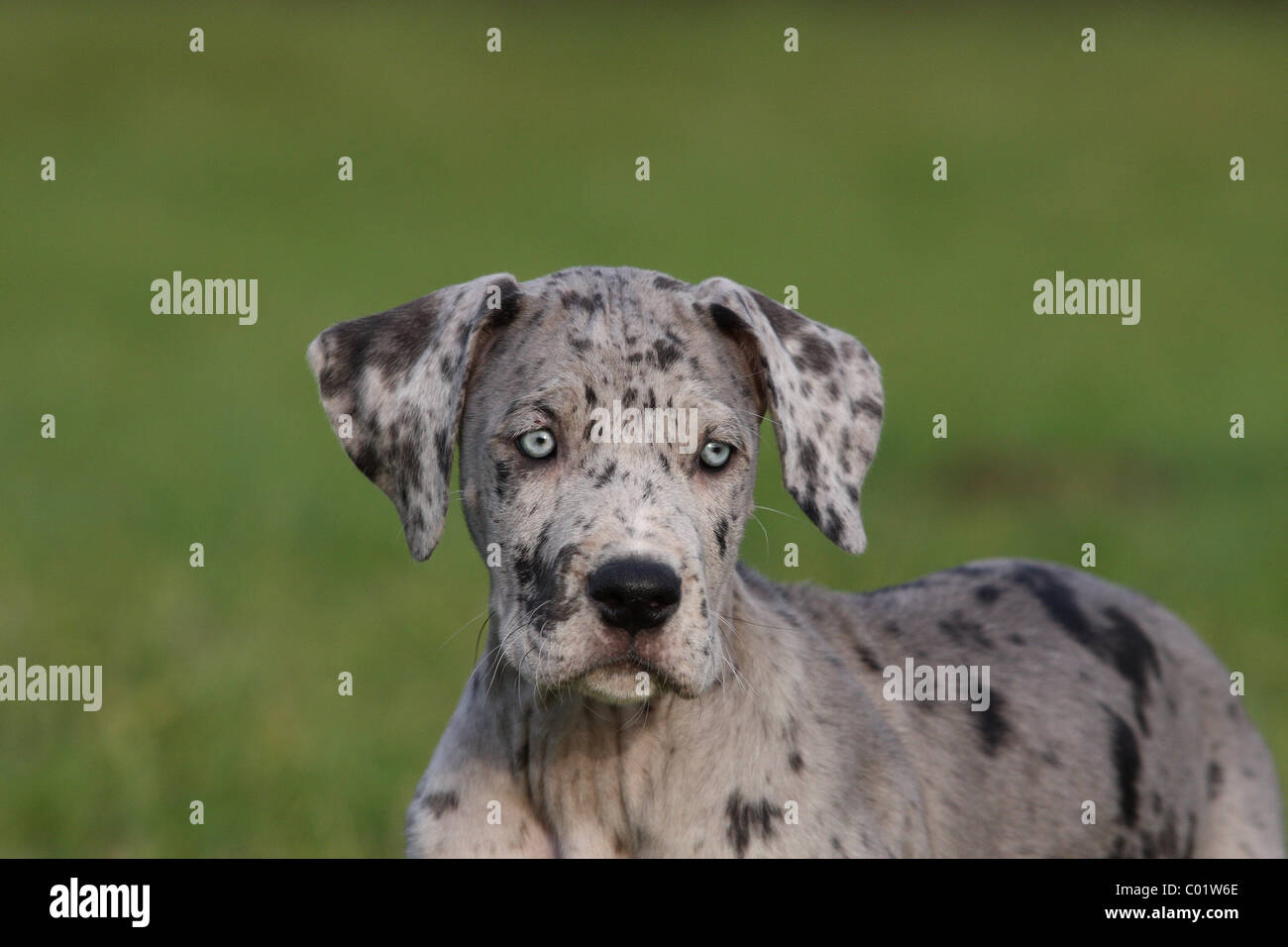 Great Dane Portrait Stock Photo - Alamy