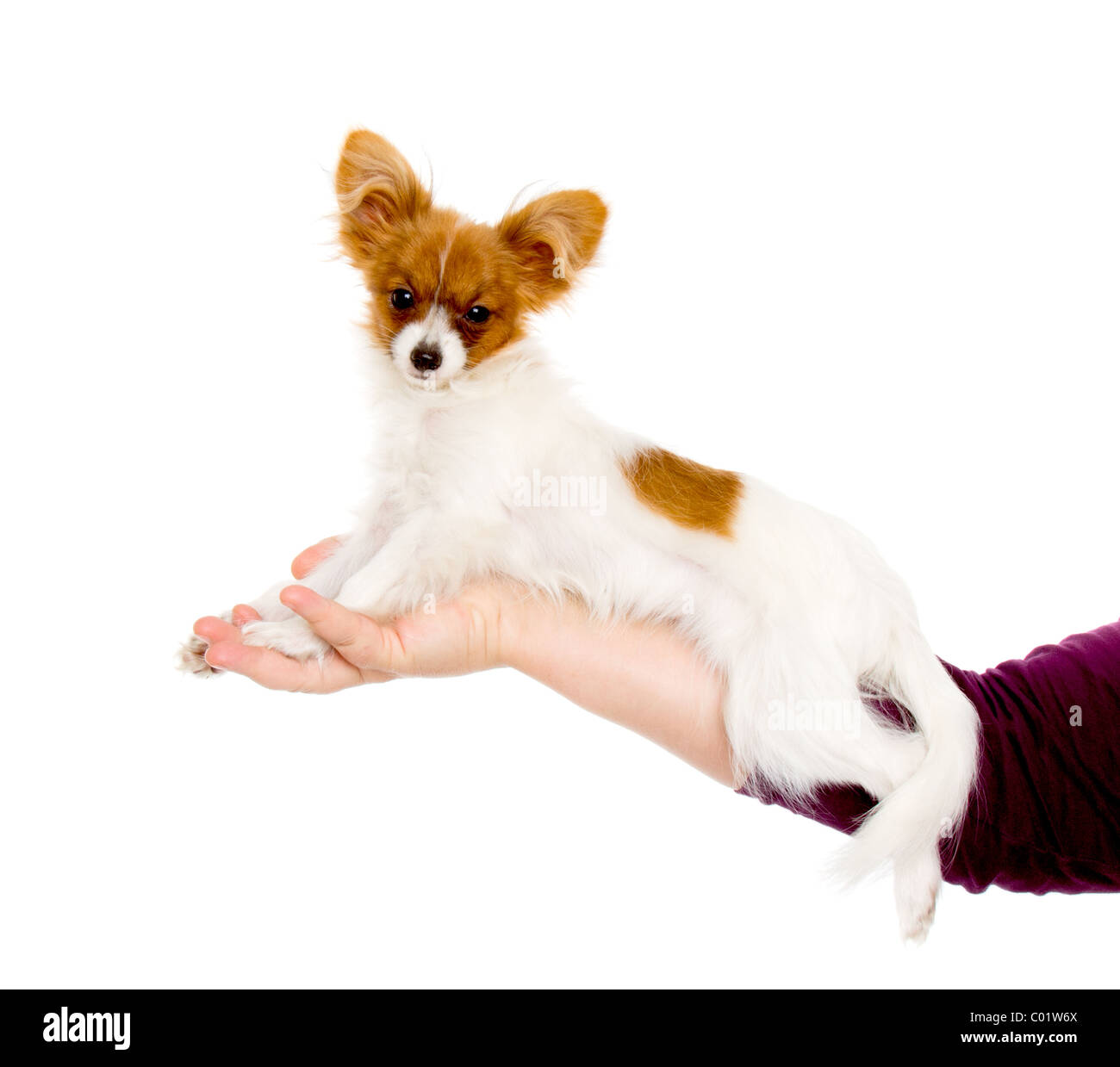 Papillon dog tricks hi-res stock photography and images - Alamy