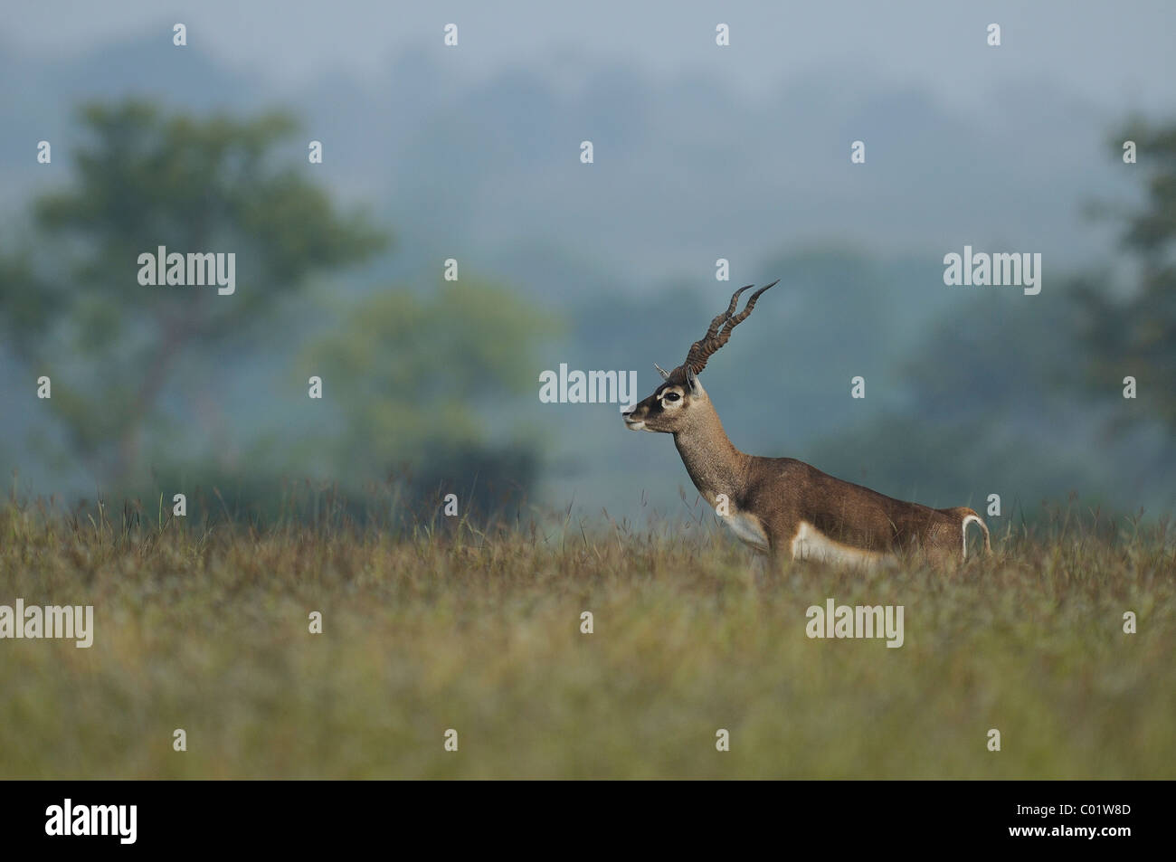 Black buck hi-res stock photography and images - Alamy