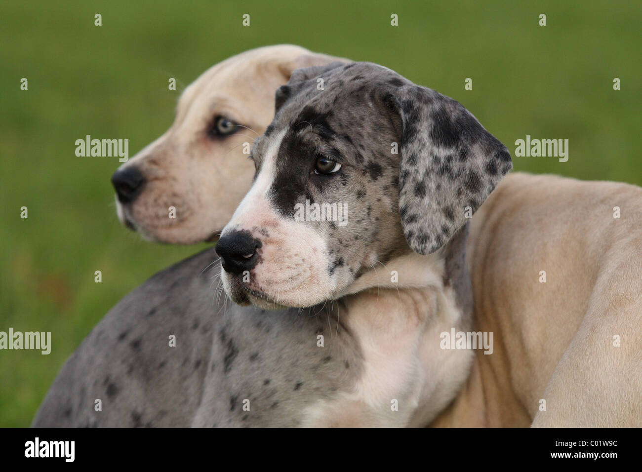 Great Dane Portrait Stock Photo - Alamy