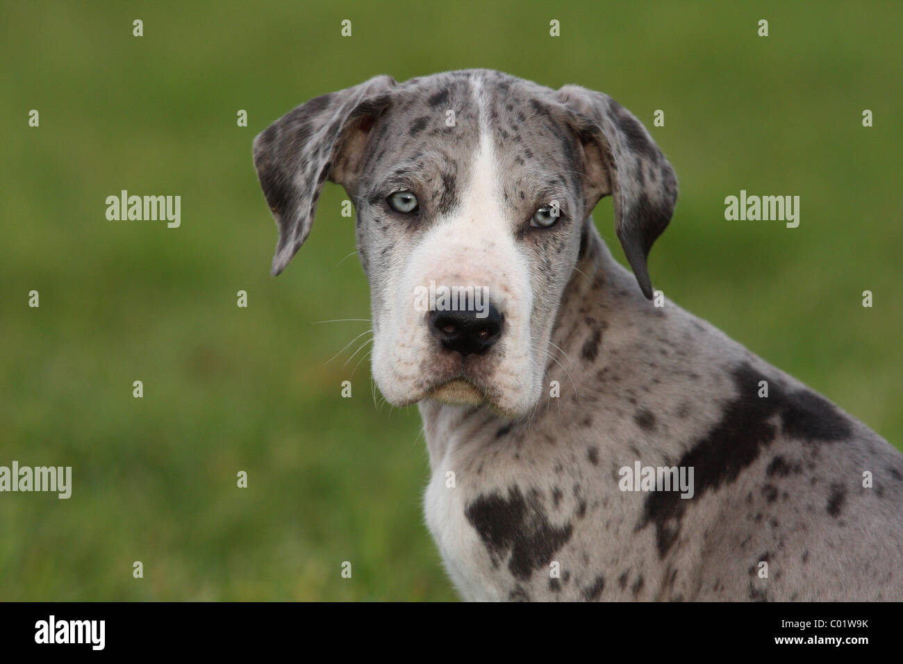 Great Dane Portrait Stock Photo - Alamy