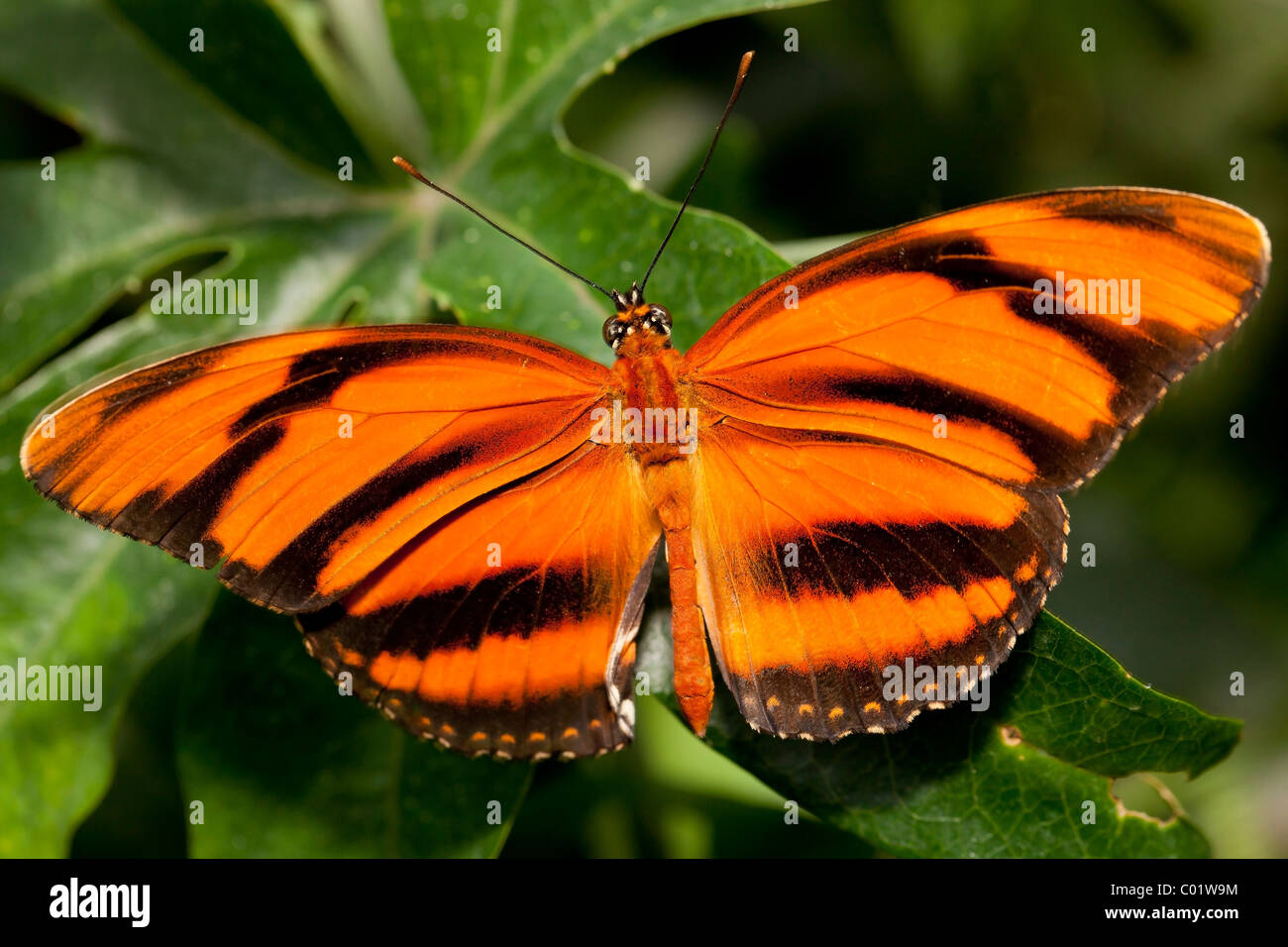 Banded Orange Heliconian Tiger butterfly (Dryadula phaetusa Stock Photo ...