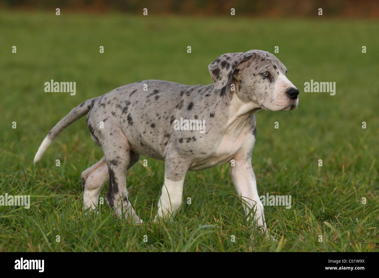 great dane puppy Stock Photo - Alamy