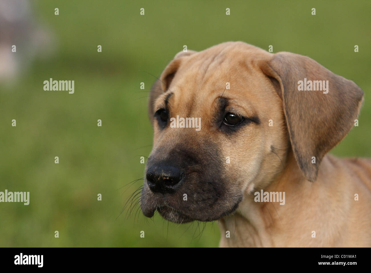 Great Dane Portrait Stock Photo - Alamy