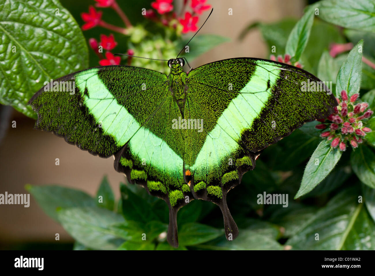 Emerald Swallowtail butterfly (Papilio palinurus Stock Photo - Alamy