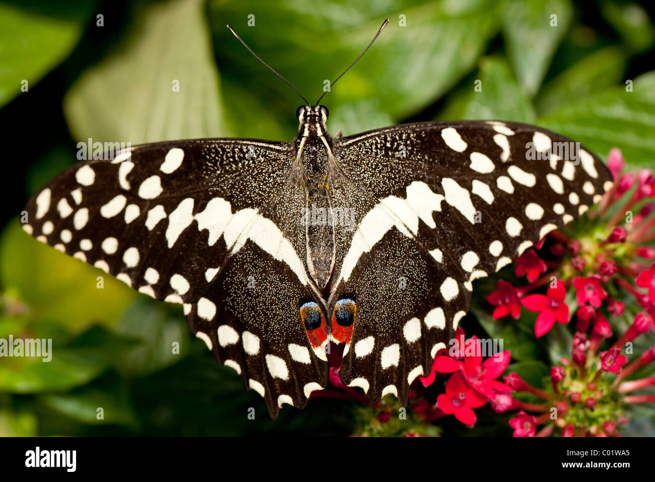 Citrus swallowtail hi-res stock photography and images - Alamy