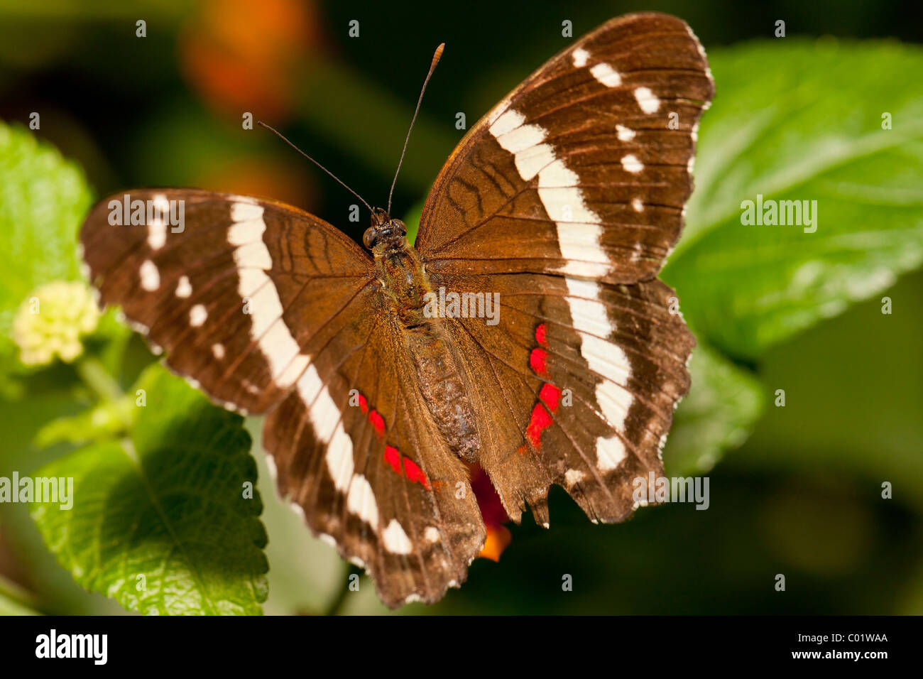 Precis limnoria hi-res stock photography and images - Alamy