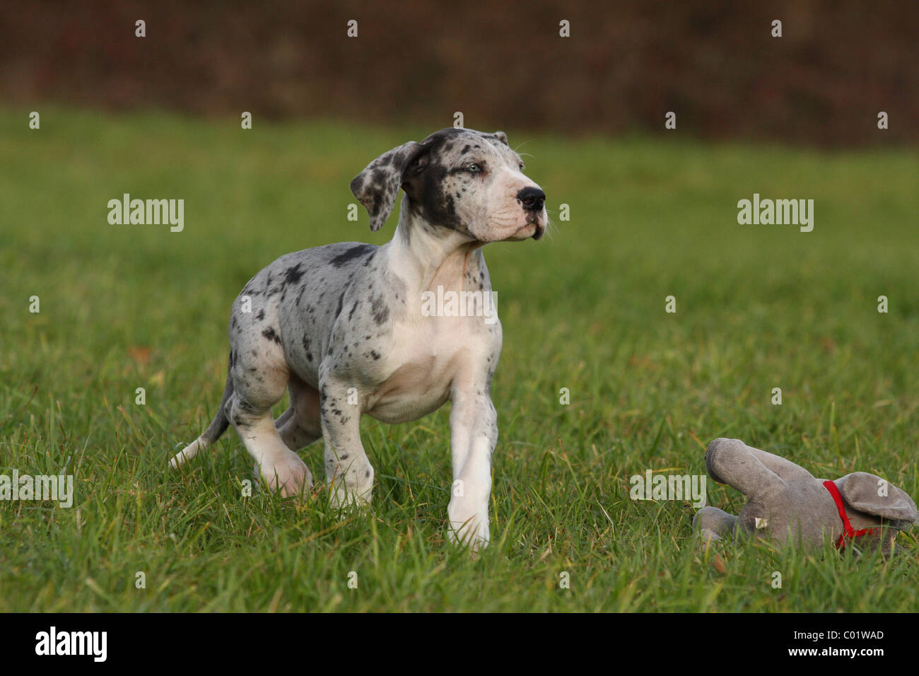 great dane puppy Stock Photo - Alamy