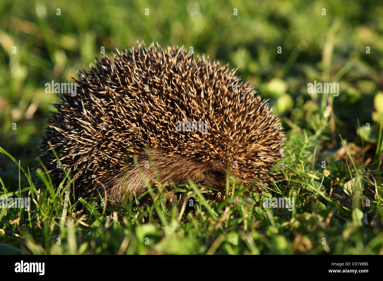 Hedgehog side view hi-res stock photography and images - Alamy