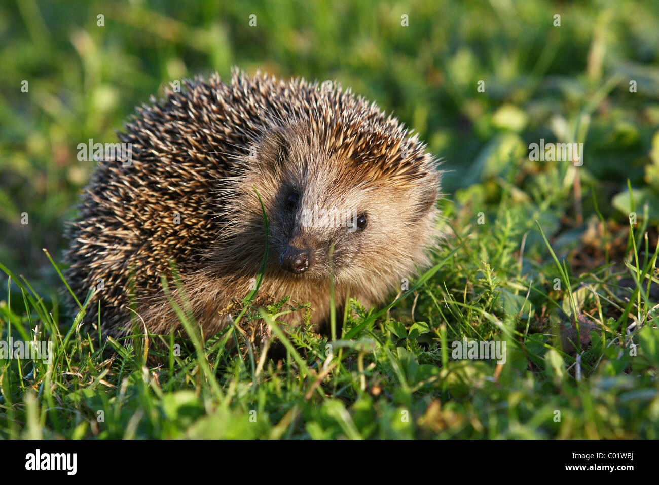 Hedgehog side view hi-res stock photography and images - Alamy