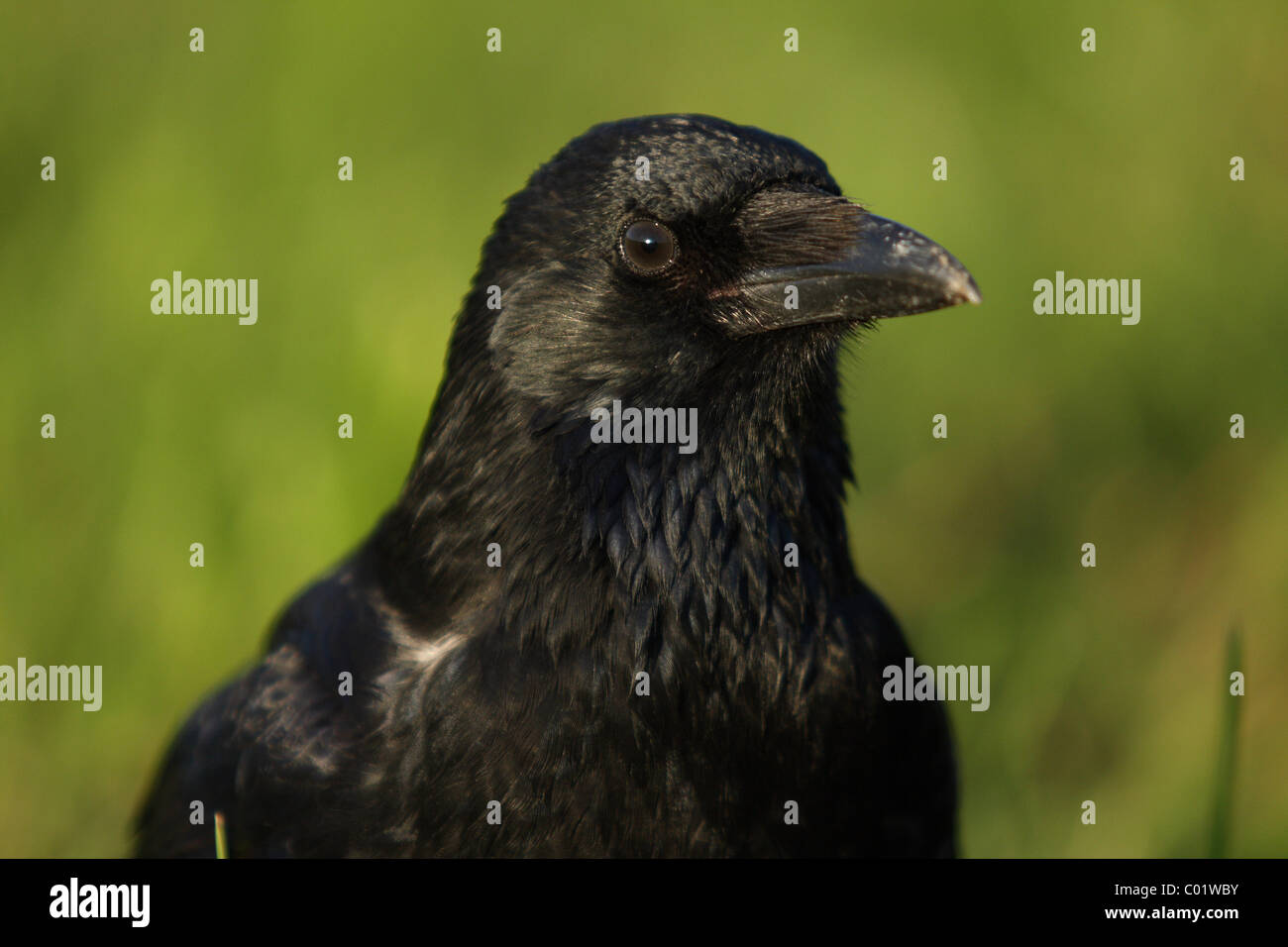 Portrait of crow hi-res stock photography and images - Alamy