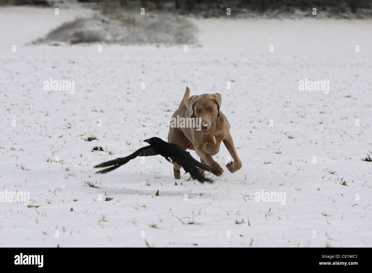 Crow dog hi-res stock photography and images - Alamy