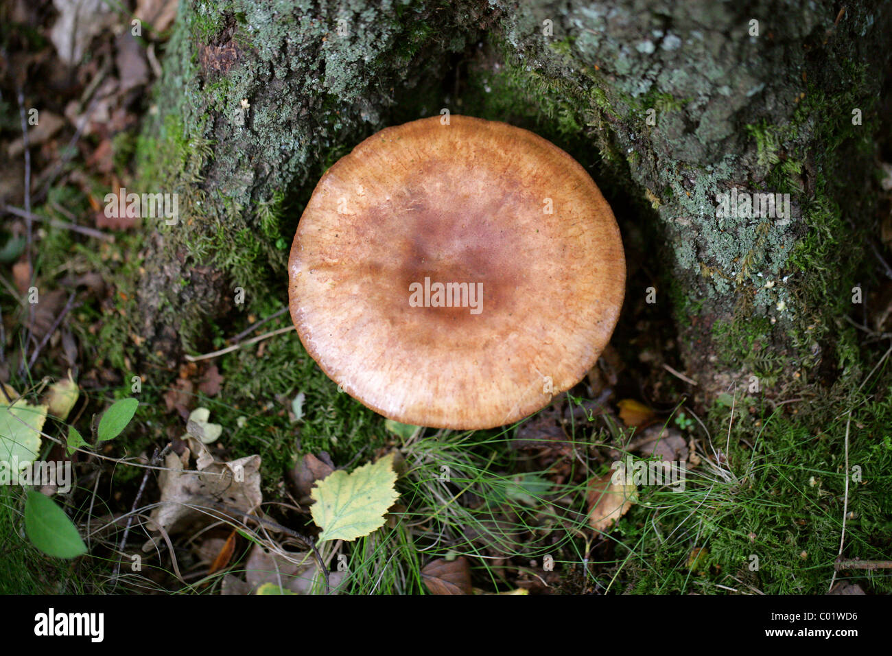 Brown Roll-rim, Paxillus involutus, Paxillaceae, Boletales ...