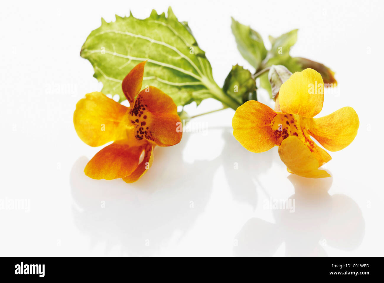 Mimulus guttatus hi-res stock photography and images - Alamy