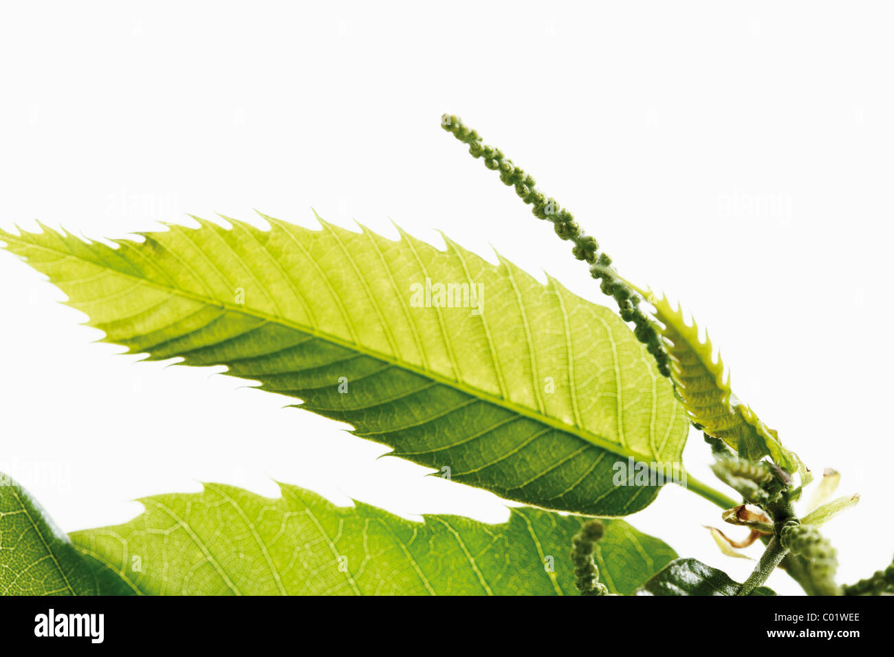 Castanea sativa leaves cut outs hi-res stock photography and images - Alamy