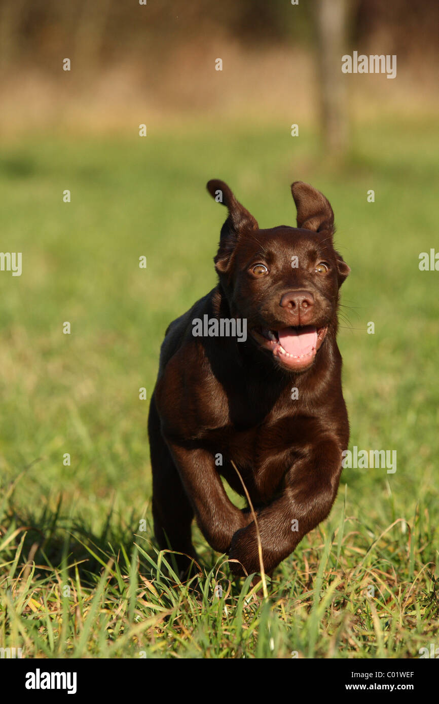 running Labrador Retriever Stock Photo - Alamy