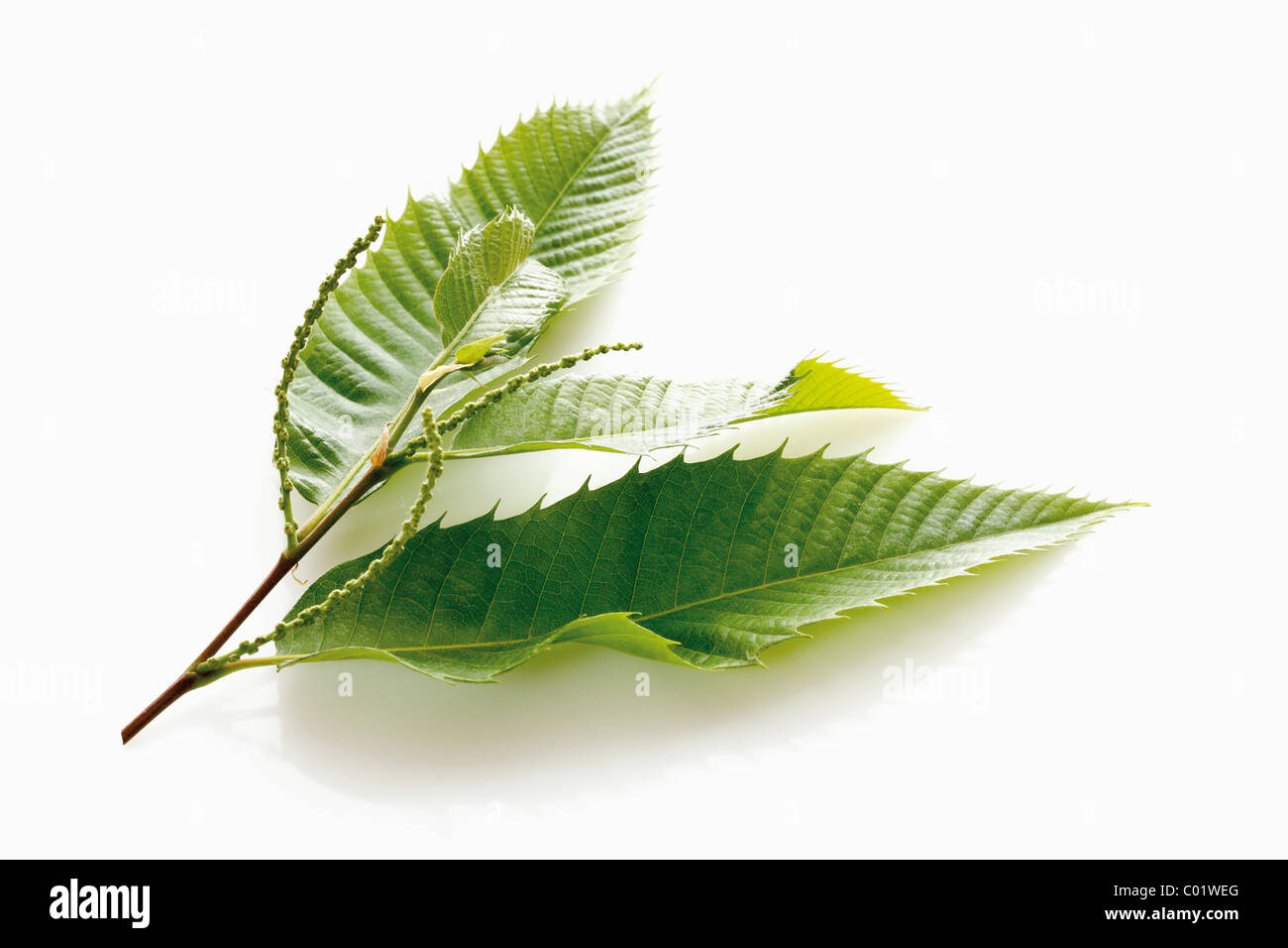 Castanea sativa leaves cut outs hi-res stock photography and images - Alamy
