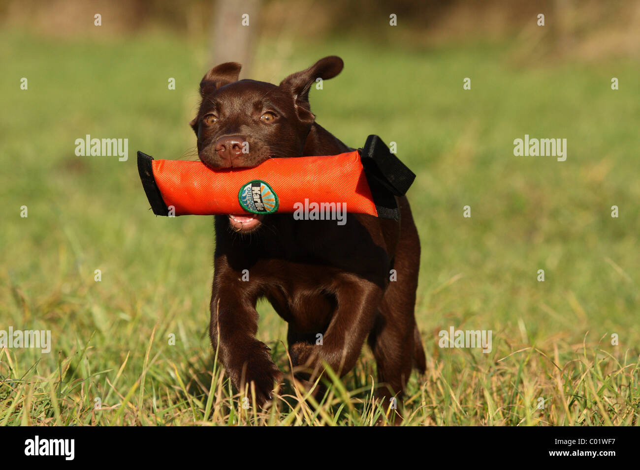 Labrador retrieves dummy Stock Photo - Alamy