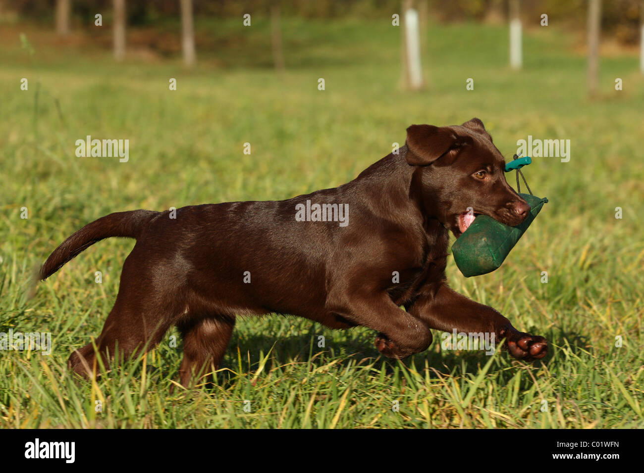 Labrador retrieves dummy Stock Photo - Alamy
