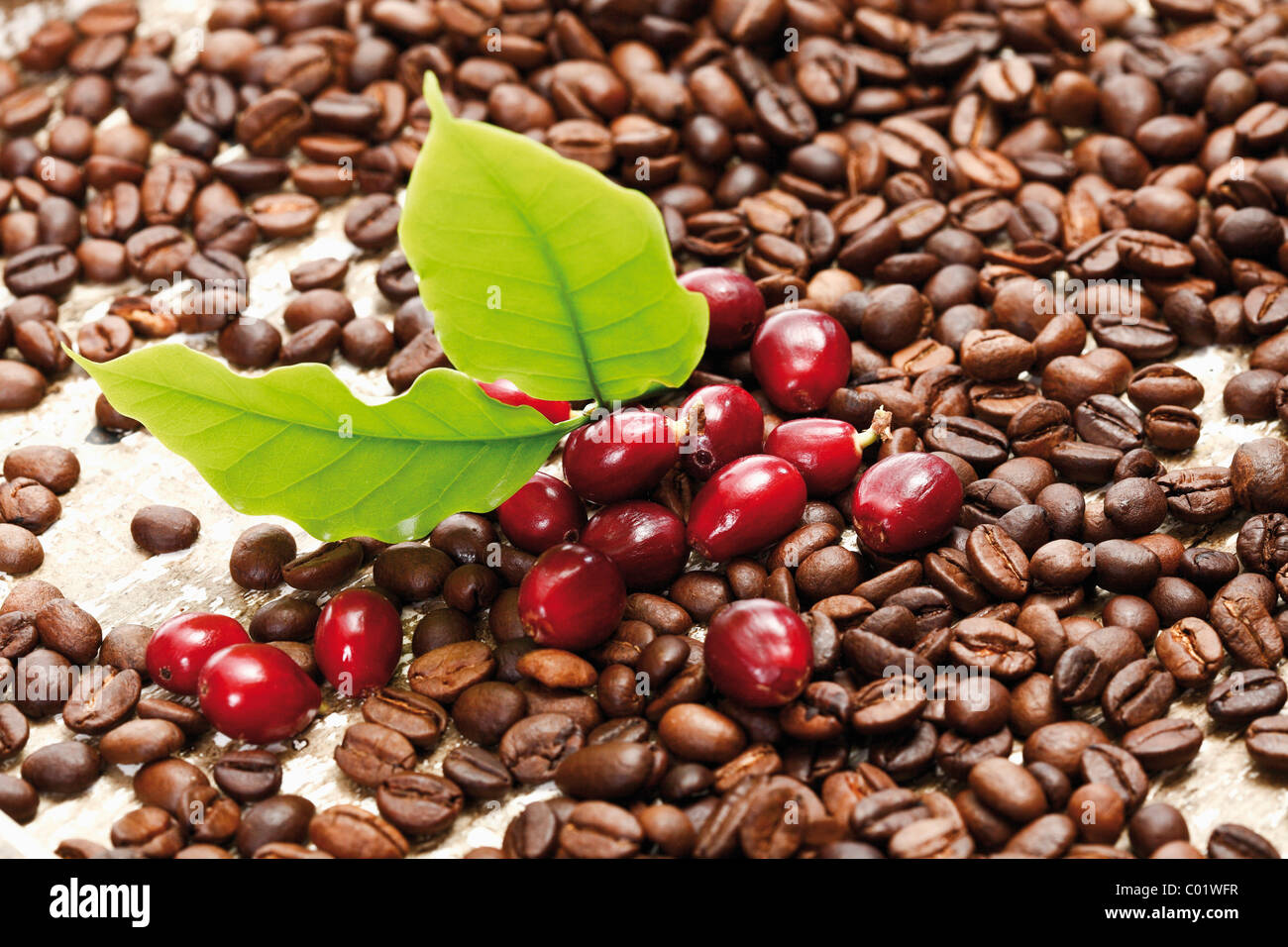 Red coffee berries (Coffea arabica) on a bed of coffee beans with ...