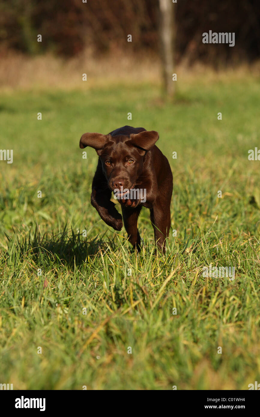 running Labrador Retriever Stock Photo - Alamy