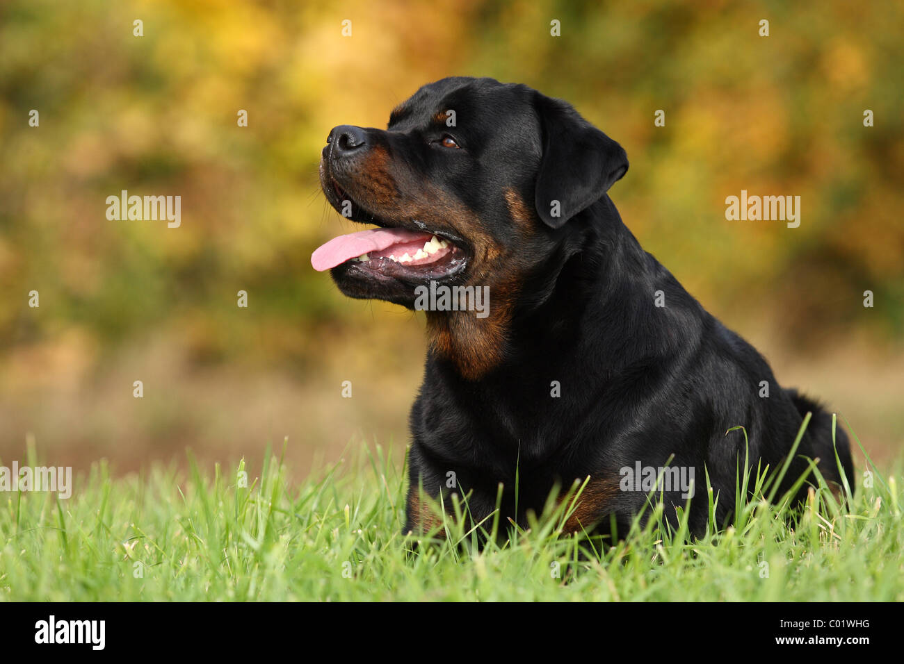 Rottweiler laying grass hi-res stock photography and images - Alamy