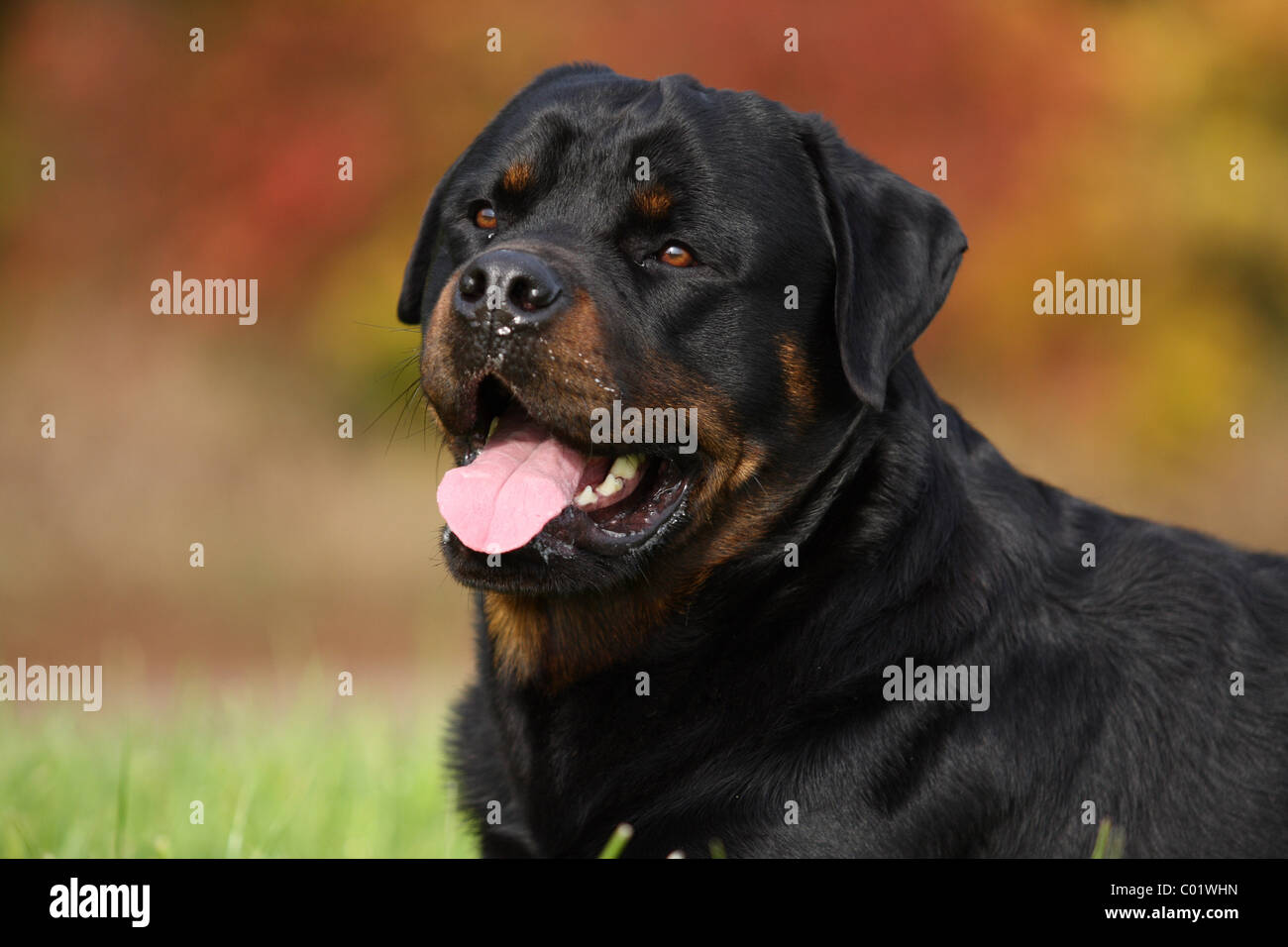 Adult rottweiler hi-res stock photography and images - Alamy
