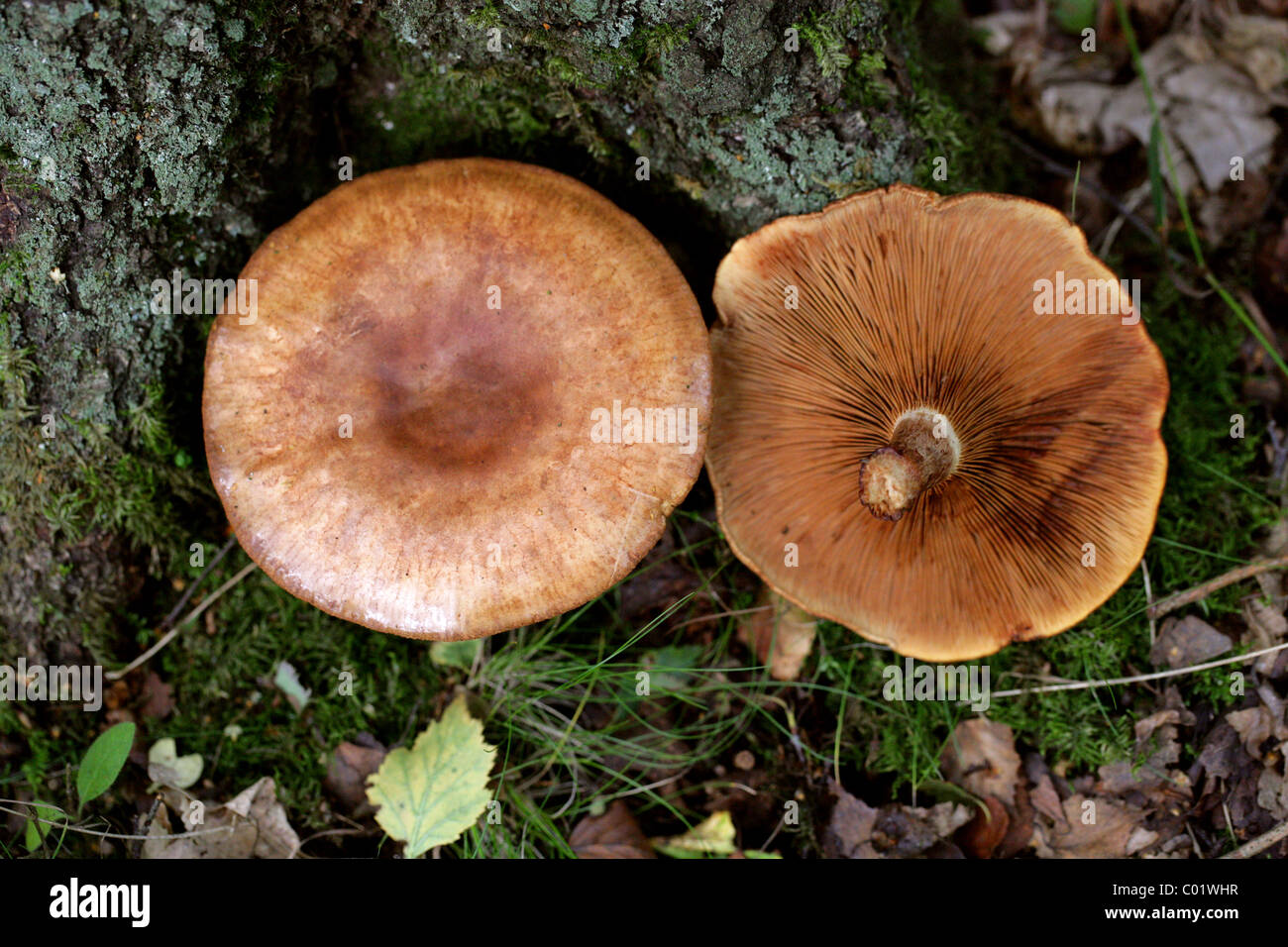 Brown Roll-rim, Paxillus involutus, Paxillaceae, Boletales ...