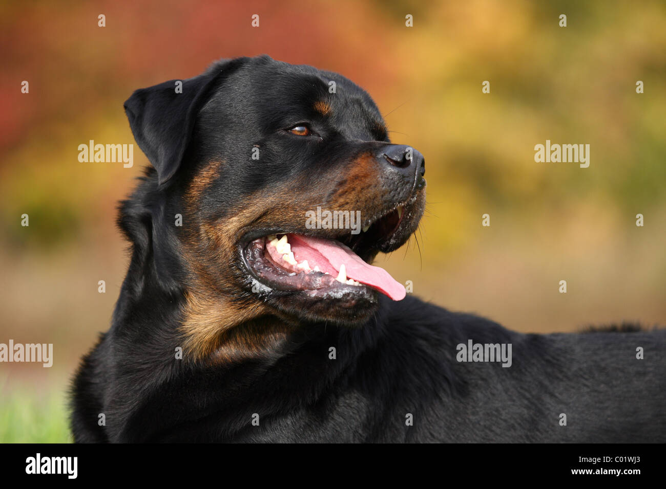 Adult rottweiler hi-res stock photography and images - Alamy