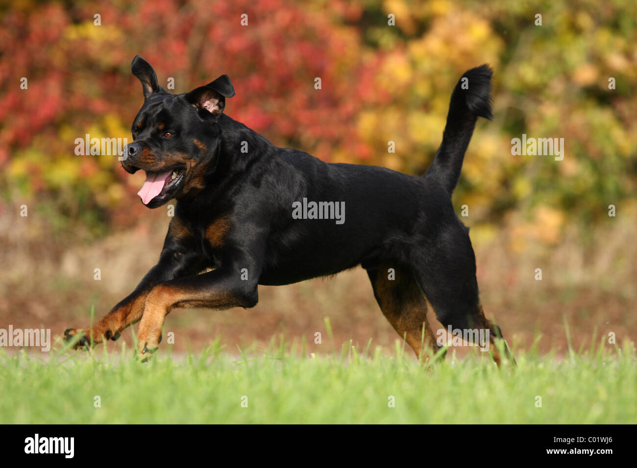 Rottweiler Running Stock Photos & Rottweiler Running Stock Images - Alamy