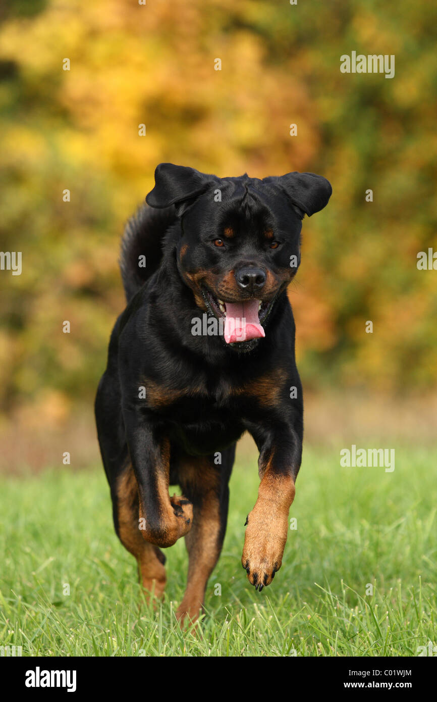 Rottweiler pasture hi-res stock photography and images - Alamy