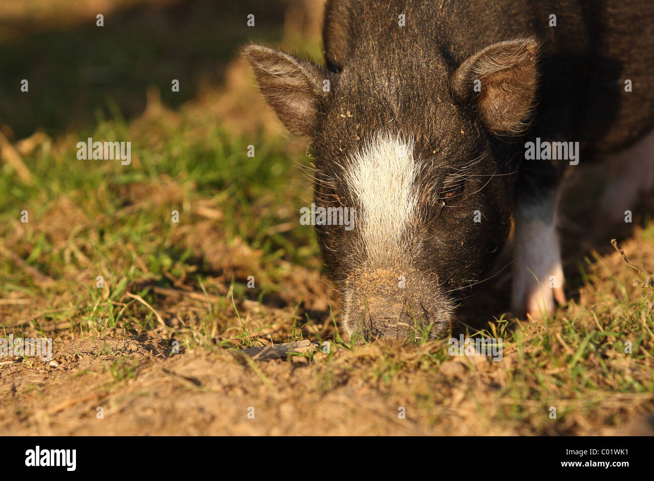 Earth pig hi-res stock photography and images - Alamy